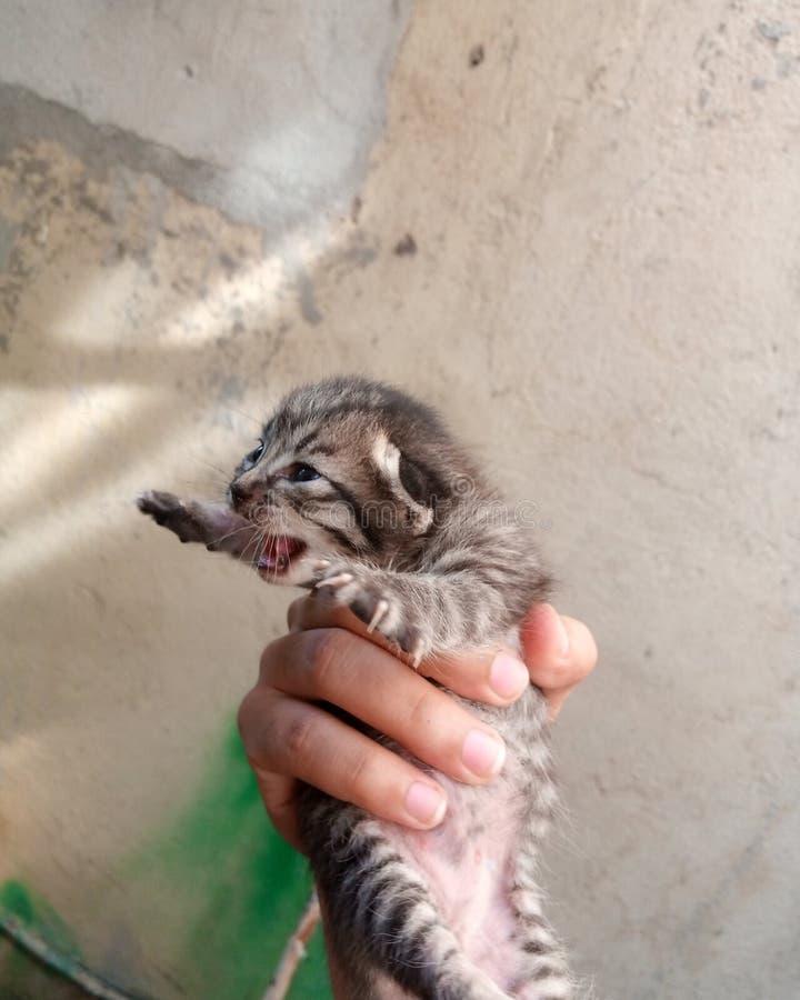 Baby tigerlook stock photo. Image of roar, tigerlook - 174144292