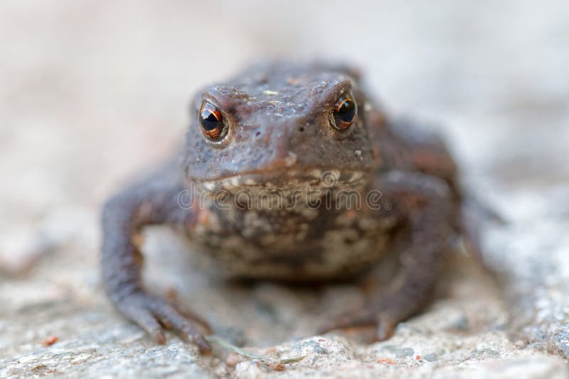 Baby Toad with Big Eyes Stairing Stock Photo - Image of frog, animal ...