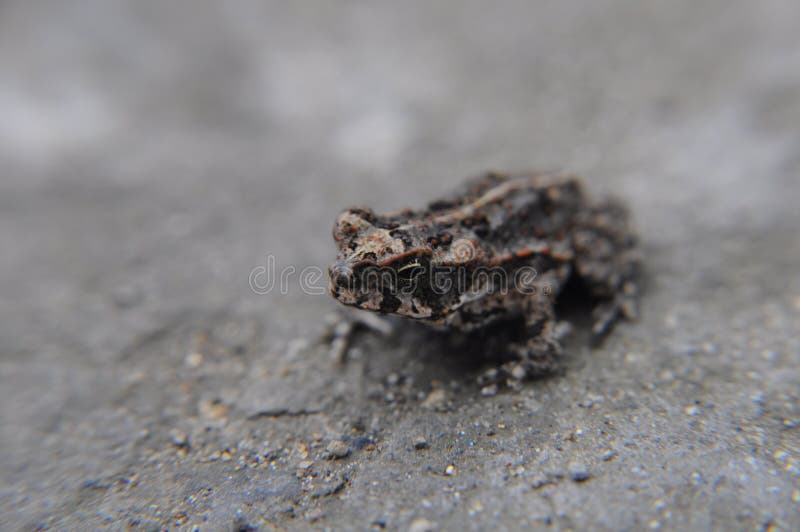 Baby toad stock photo. Image of small, nature, amphibian - 20824368