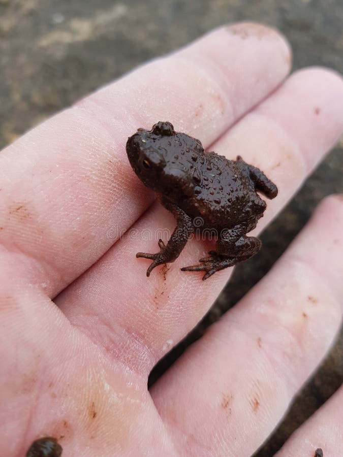 Baby toad on hand stock image. Image of wildlife, hand - 189669771