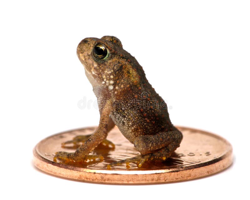 727 Young Common Toad Stock Photos - Free & Royalty-Free Stock Photos ...