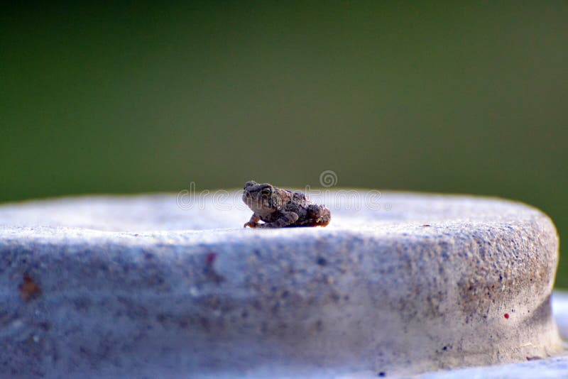 Baby toad stock image. Image of block, amphibian, tiny - 58729785