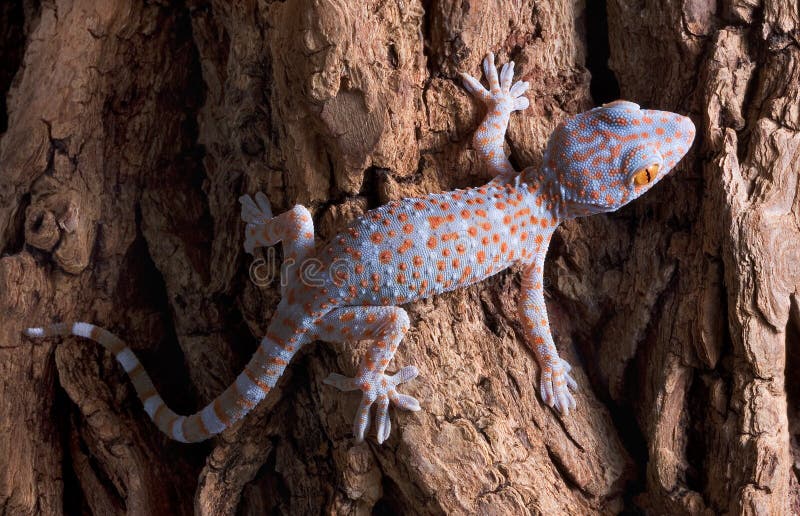Baby Tokay gecko on tree stock image. Image of vertebrate - 8912737