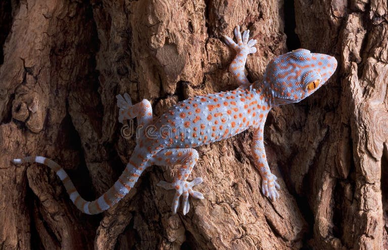 Baby Tokay gecko on tree stock image. Image of vertebrate - 8912737
