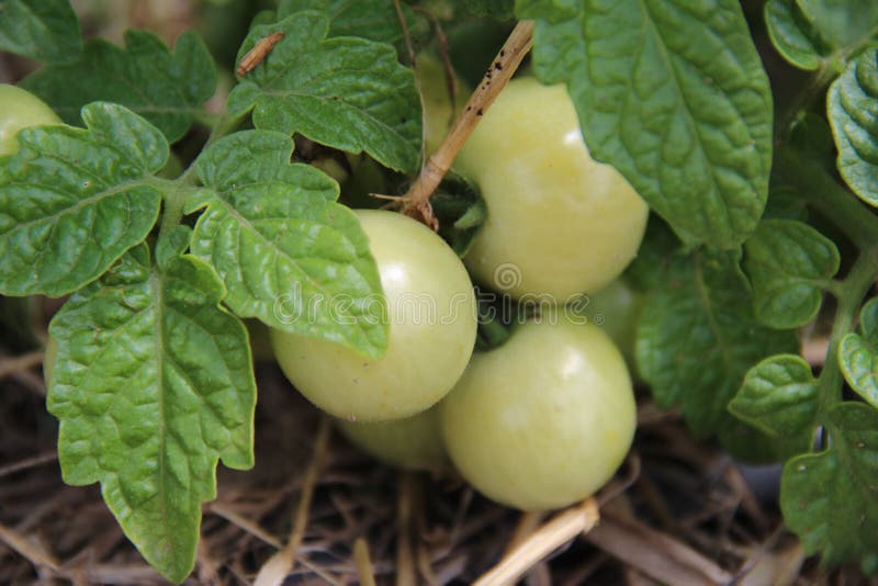 Baby tomatoes stock photo. Image of plants, baby, tomatoes - 34720372