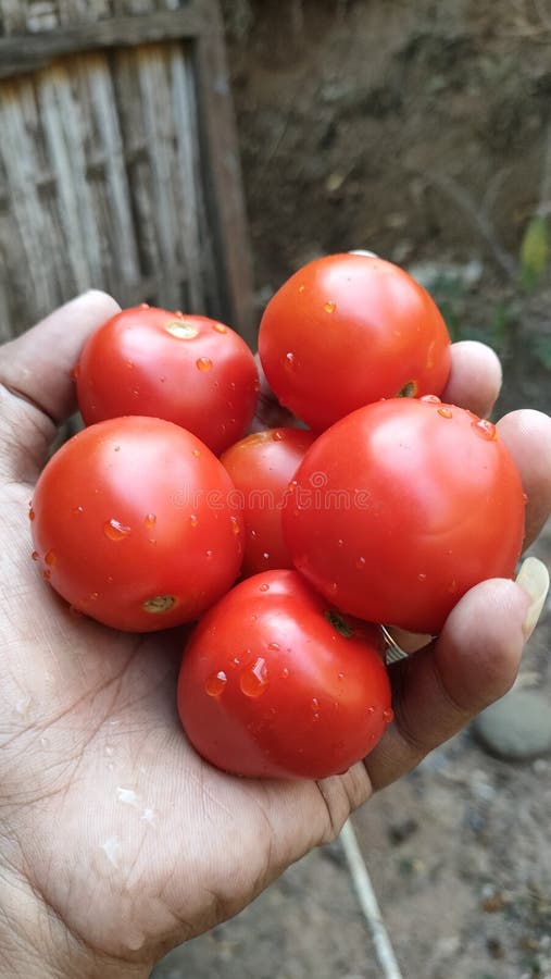 Baby Tomatos Beauty Fresh Perfect Stock Photo - Image of perfect, fresh ...
