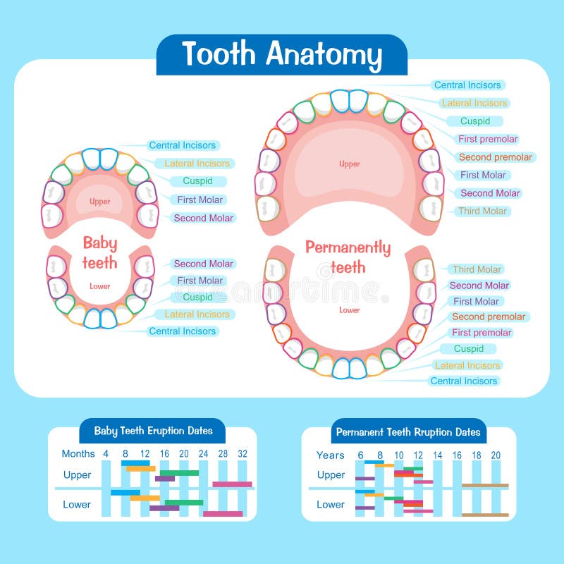 Baby tooth eruption chart stock vector. Illustration of floss - 127973949