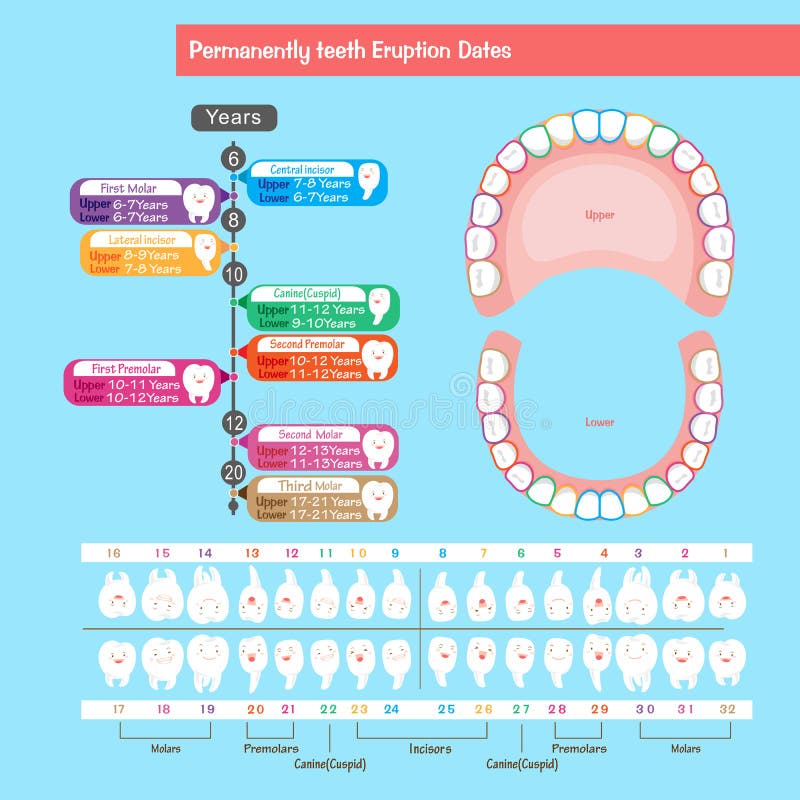 Baby tooth eruption chart stock vector. Illustration of floss - 127973949