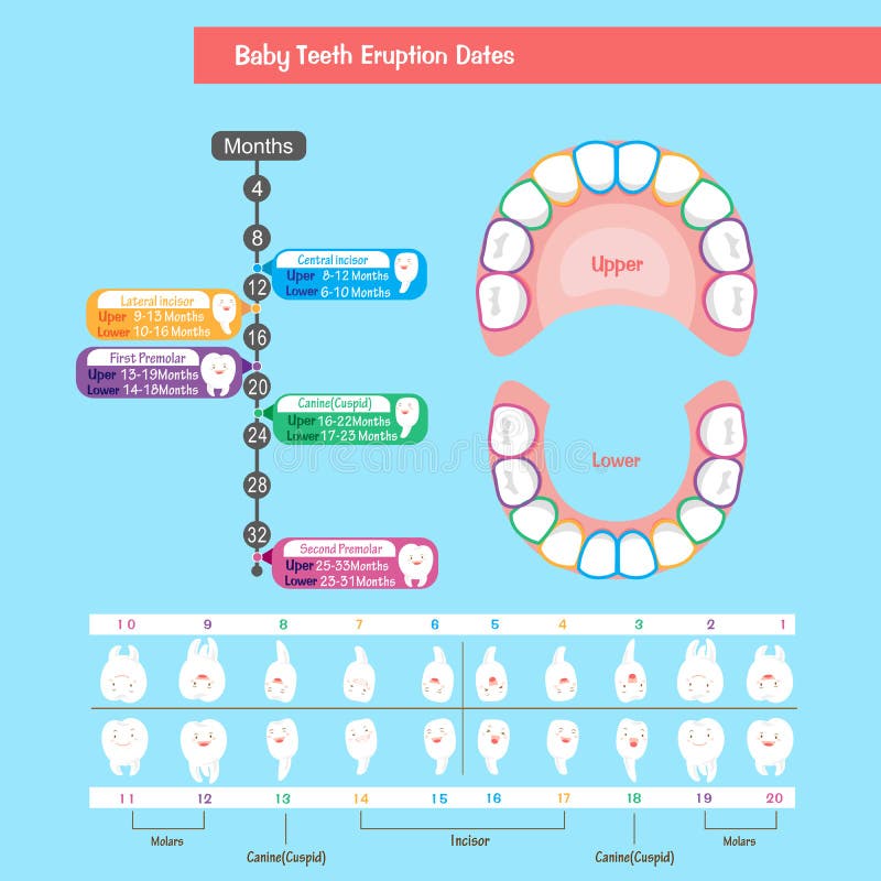 Baby tooth chart stock illustration. Illustration of sign - 103513927