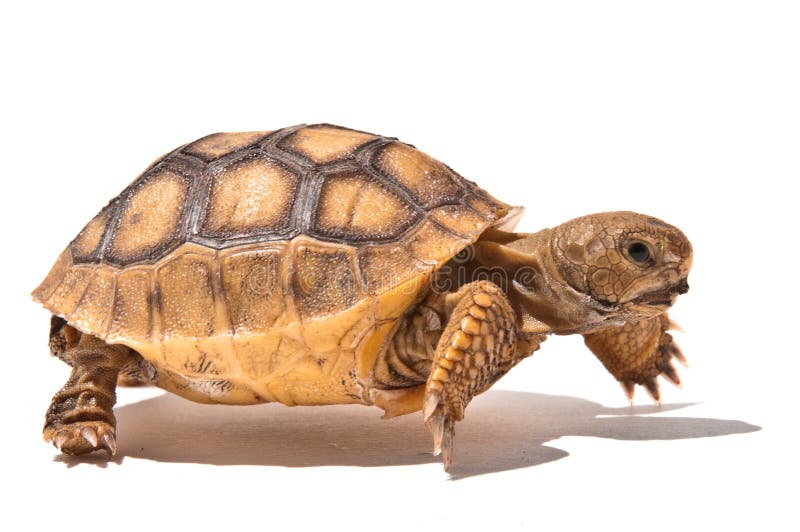 Tortoise stock image. Image of slow, bumpy, ages, county - 60510779