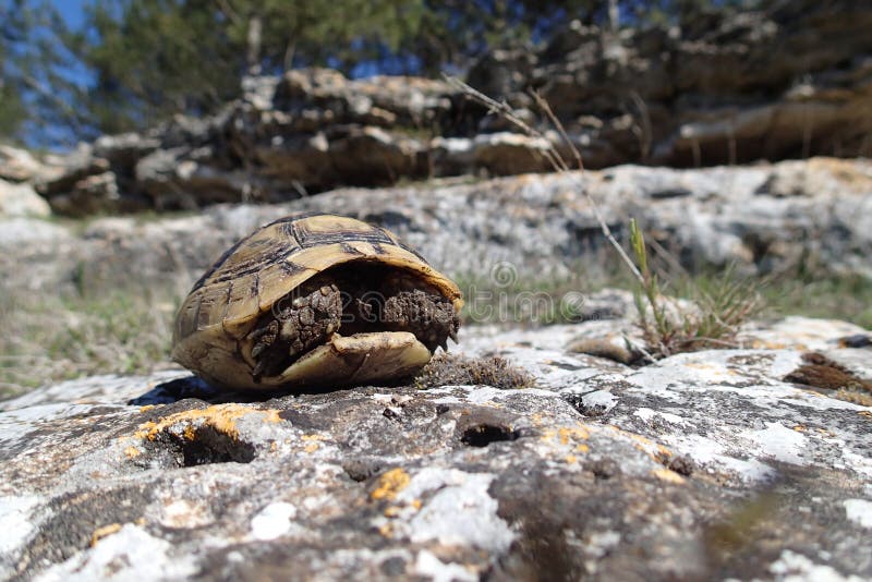 Baby Tortoise Hiding Ing in Its Shell Stock Photo - Image of tortoise ...