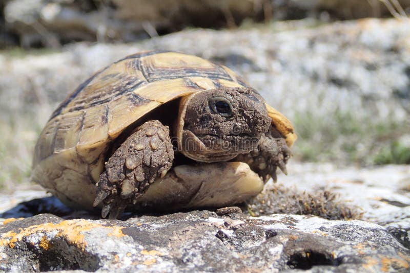 Baby tortoise on a rock stock photo. Image of rock, wildlife - 89929524