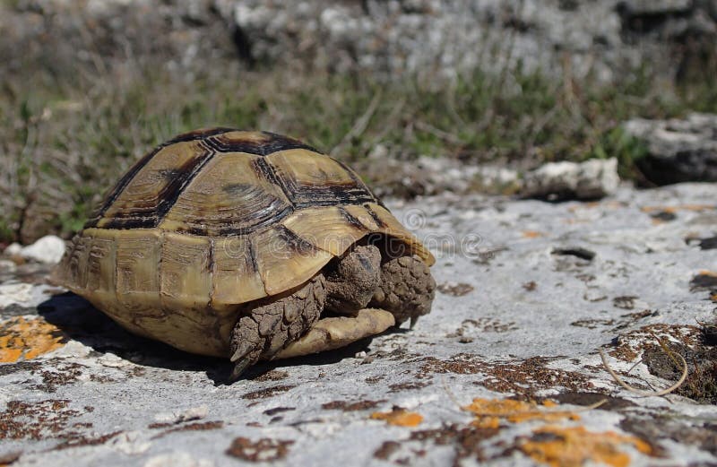 Baby Tortoise in the Springtime Stock Photo - Image of springtime ...