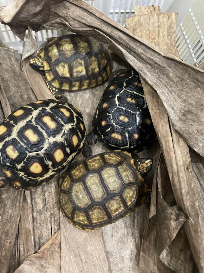 Baby Tortoises Inside a Box Stock Photo - Image of inside, four: 262038978
