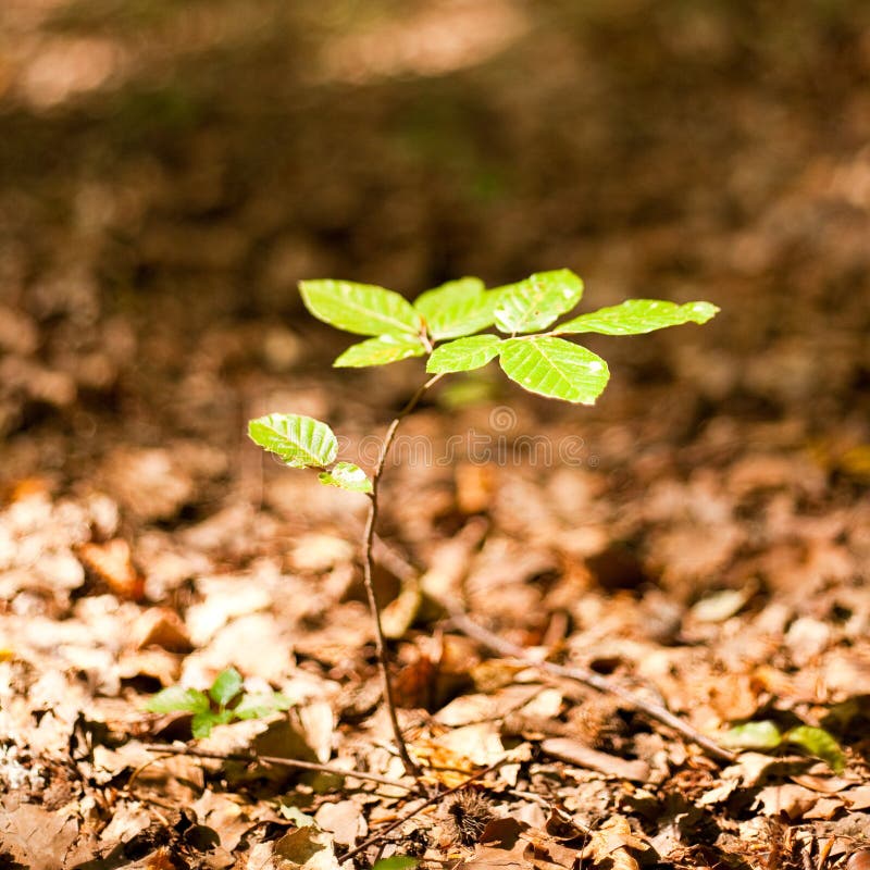 Baby tree stock image. Image of natural, growth, decorative - 16014471