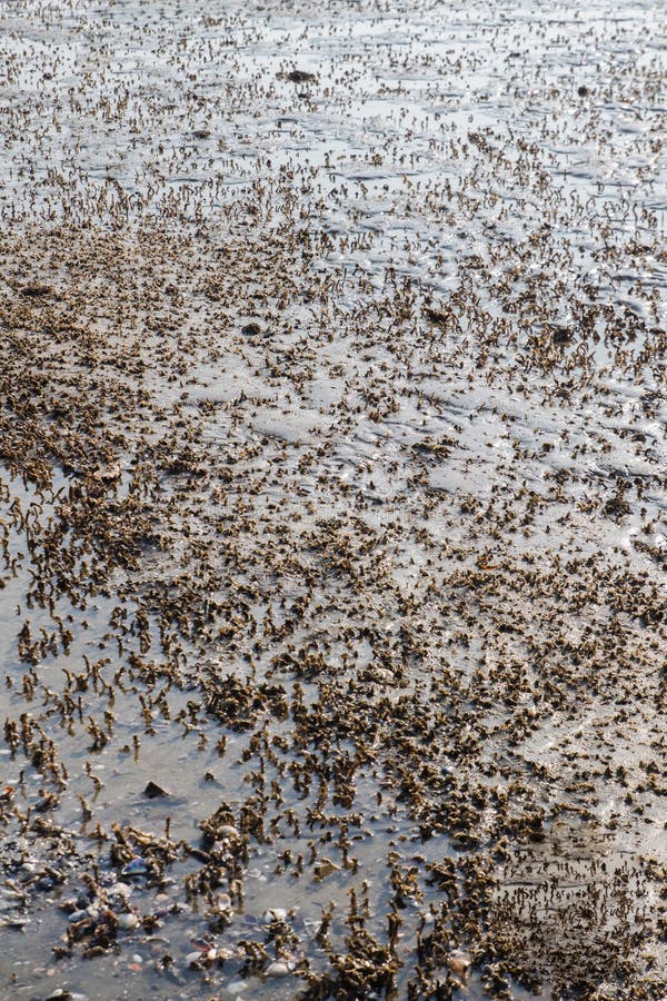 Baby Tree on the Beach Texture. Stock Photo - Image of ocean, people ...