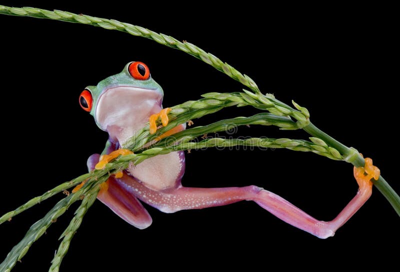 Baby Tree Frog in Awkward Position Stock Image - Image of baby, close ...