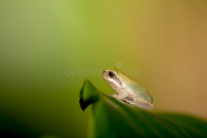 Baby Green Tree Frog