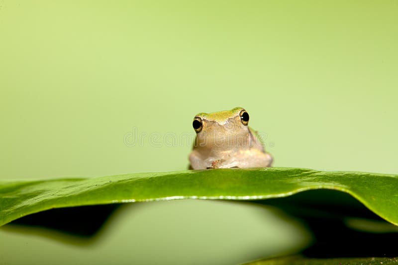 Hiding Frogs stock photo. Image of water, hide, pair, male - 909818