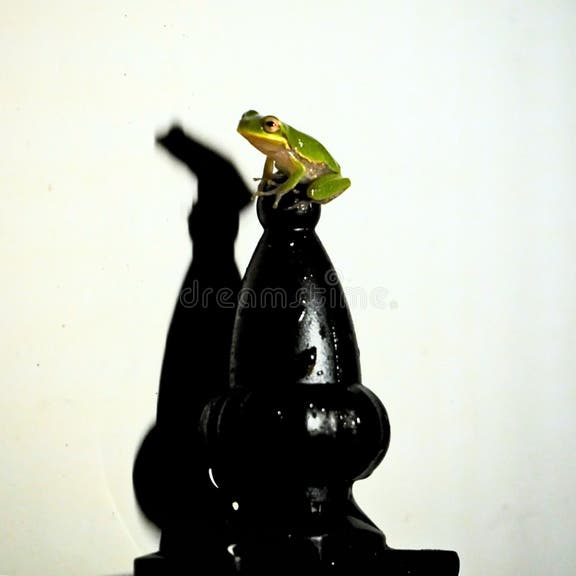 Baby Tree Frog Perched on Lamp Post with Shadow Stock Image - Image of ...