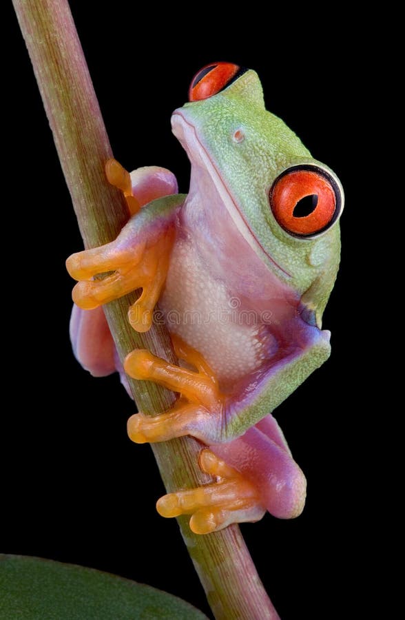 Baby red-eyed tree frog stock image. Image of frog, green - 5990109