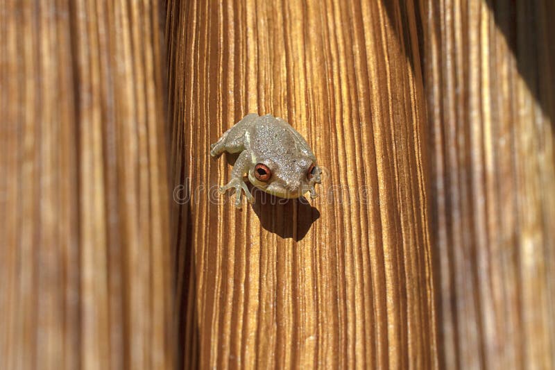 Baby Tree Frog stock photo. Image of wild, young, wildlife - 160434102