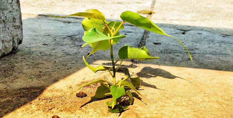 Baby tree grouth stock image. Image of grouth, sunset - 186827295