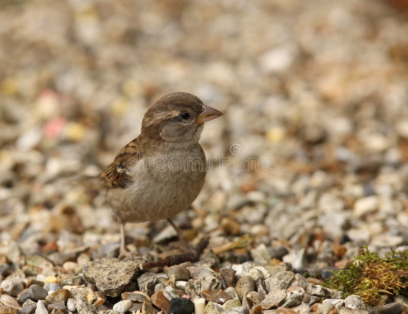 Baby Tree Sparrow stock photo. Image of small, bird, garden - 53348228