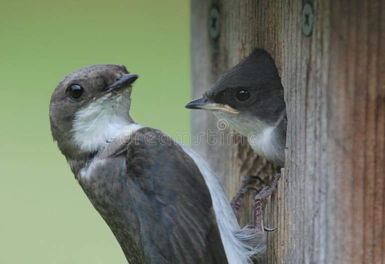 Baby Tree Swallow with Mother Stock Photo - Image of bicolor, swallow ...