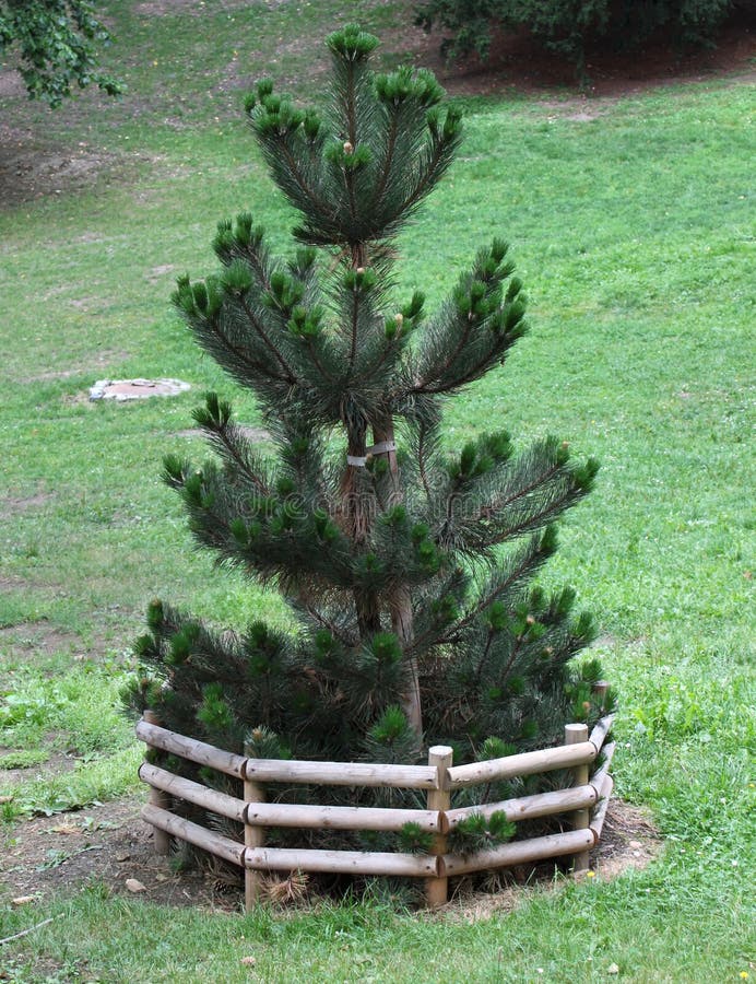 Baby Tree stock image. Image of fresh, care, grass, environment - 34155913