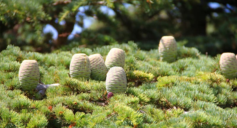 Baby trees stock photo. Image of tree, cedars, small - 25989400