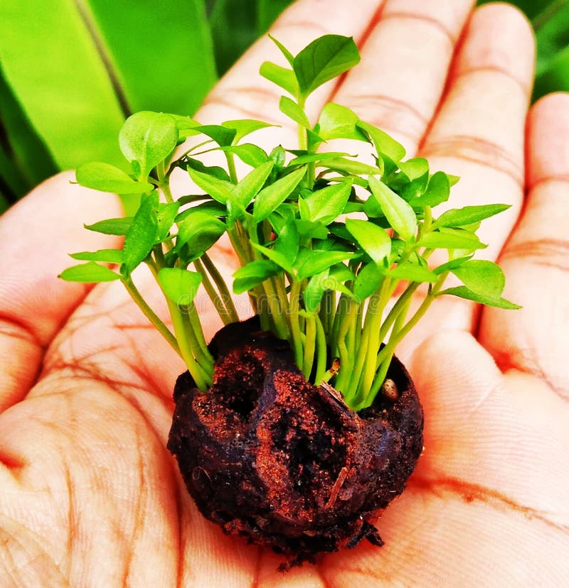 Baby trees stock image. Image of trees, baby, colla - 257779779