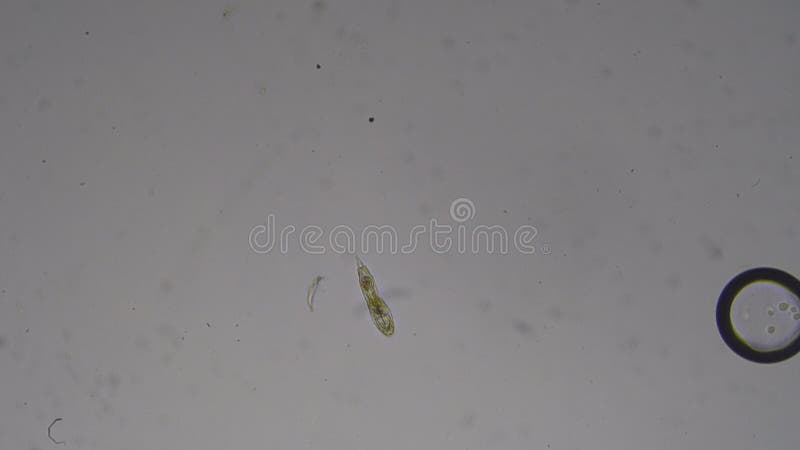 Baby of Triops Under a Microscope. Stock Footage - Video of natural ...