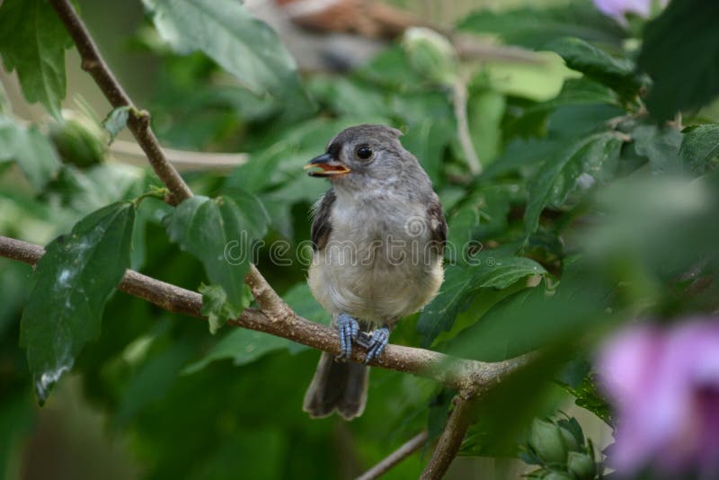 Baby tufted titmouse stock image. Image of perched, titmouse - 96494213
