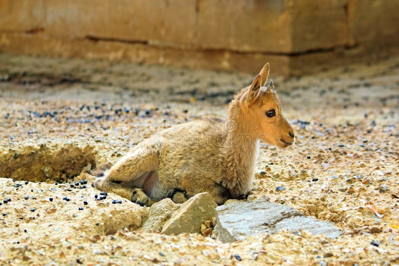 Baby Tur Caucasus Stock Photos - Free & Royalty-Free Stock Photos from ...