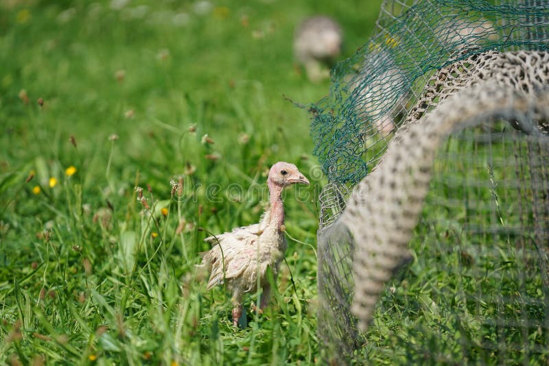 Baby turkey stock photo. Image of baby, afar, grass, turkey - 56505912