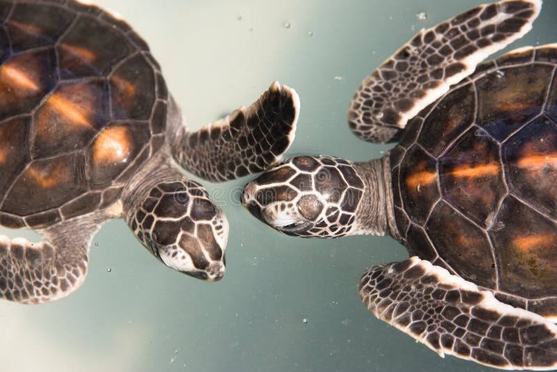 730 Baby Sea Turtle White Stock Photos - Free & Royalty-Free Stock ...