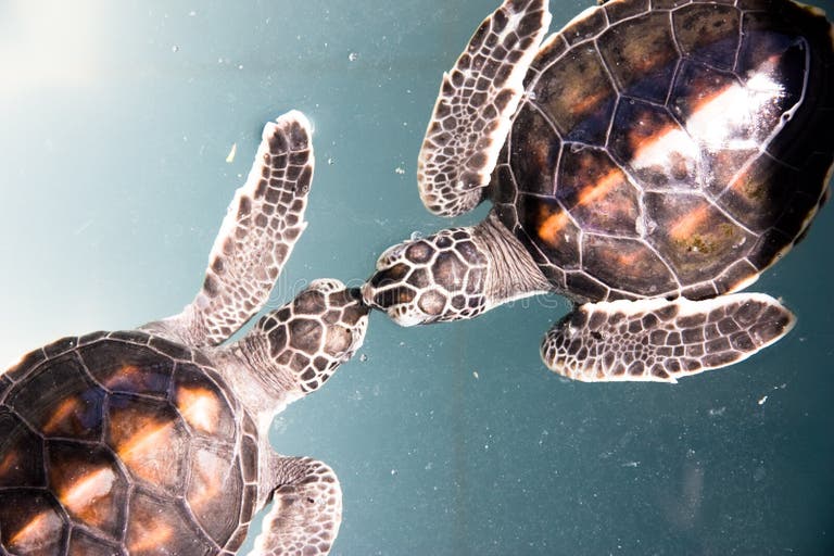 730 Baby Sea Turtle White Stock Photos - Free & Royalty-Free Stock ...