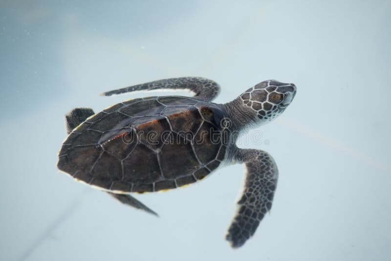 The baby turtle stock image. Image of nature, amphibian - 25013345