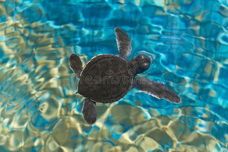 Baby turtle stock image. Image of reptile, tortoise, baby - 38095273