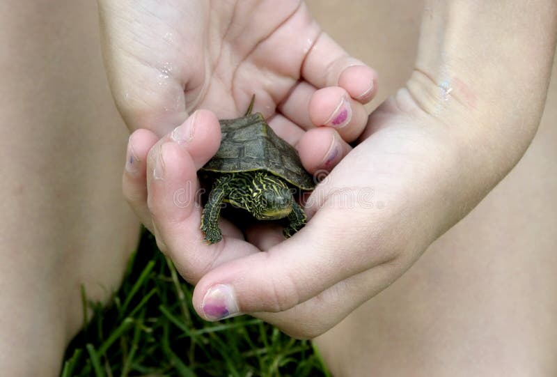 Baby turtle stock image. Image of turtle, explore, summer - 636767