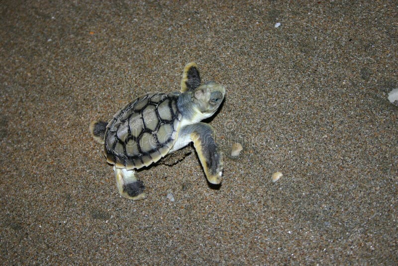 Baby turtle stock image. Image of reptile, shell, swim - 781049