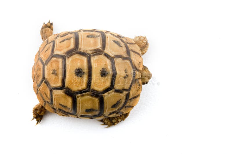 Turtle Testudo Hermanni Tortoise Stock Photo - Image of slow, shell ...