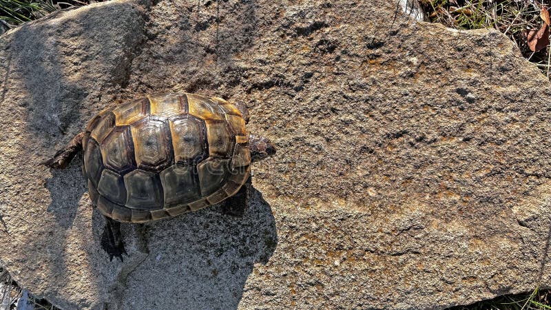 The Turtle Climbing Up the Facade Stock Image - Image of animal, black ...