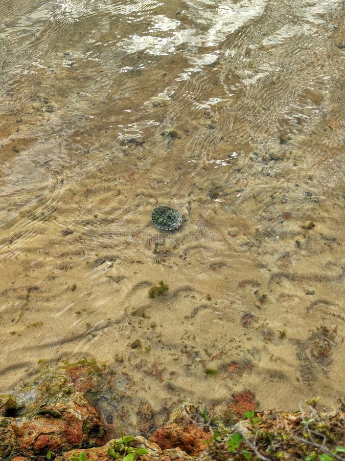Baby Turtle Fighting the Waves Stock Photo - Image of waves, asphalt ...