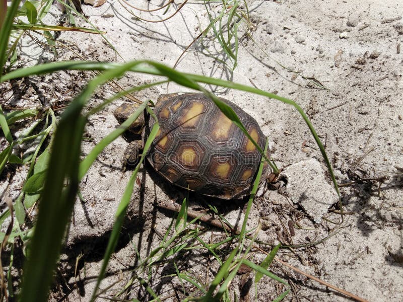 Baby Turtle stock image. Image of sand, baby, florida - 118818981