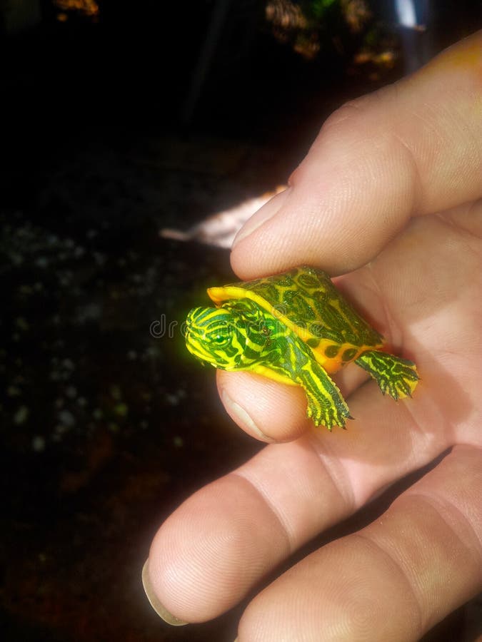 Baby Turtle Stock Images - Download 3,903 Royalty Free Photos