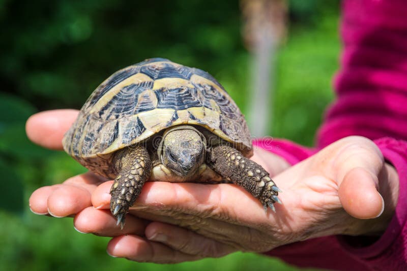 A Baby Turtle on the Hand. Geochelone Sulcata Stock Photo - Image of ...