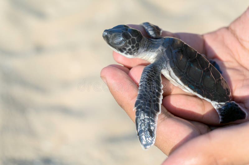 Baby turtle stock photo. Image of holding, little, conservation - 51388384