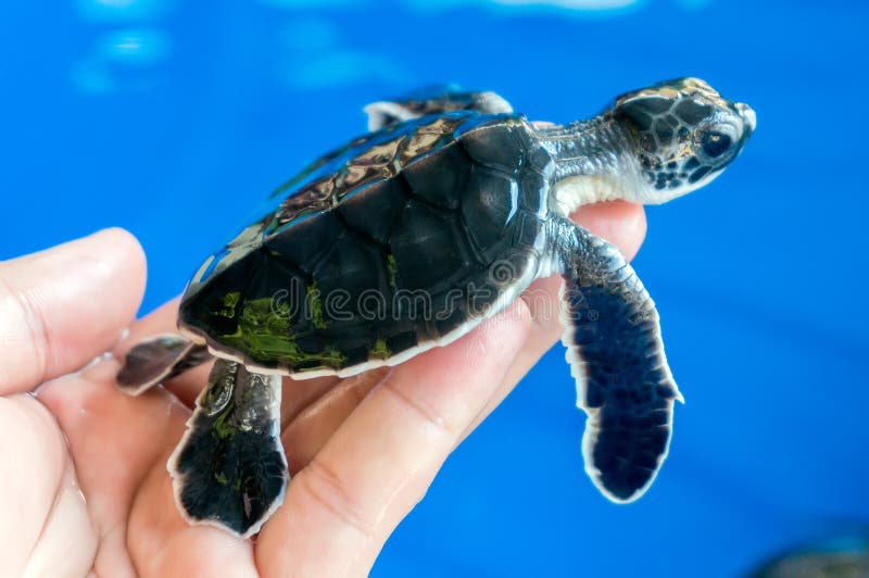 Baby turtle stock photo. Image of research, penang, newborn - 51388394